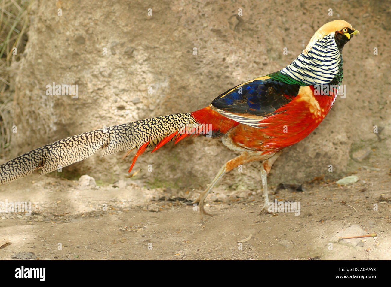 Chrysolophus pictus pictus hi-res stock photography and images - Alamy