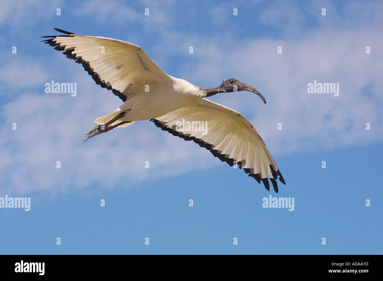 sacred ibis (Threskiornis aethiopicus), holy in the old Egypt, Africa ...