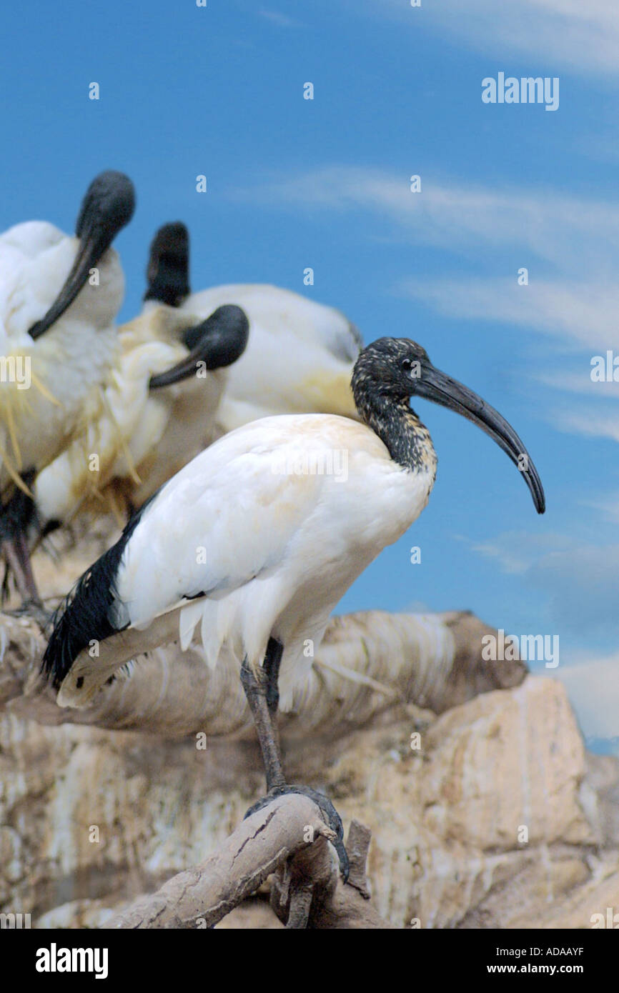 Sacred Bird Of Egypt