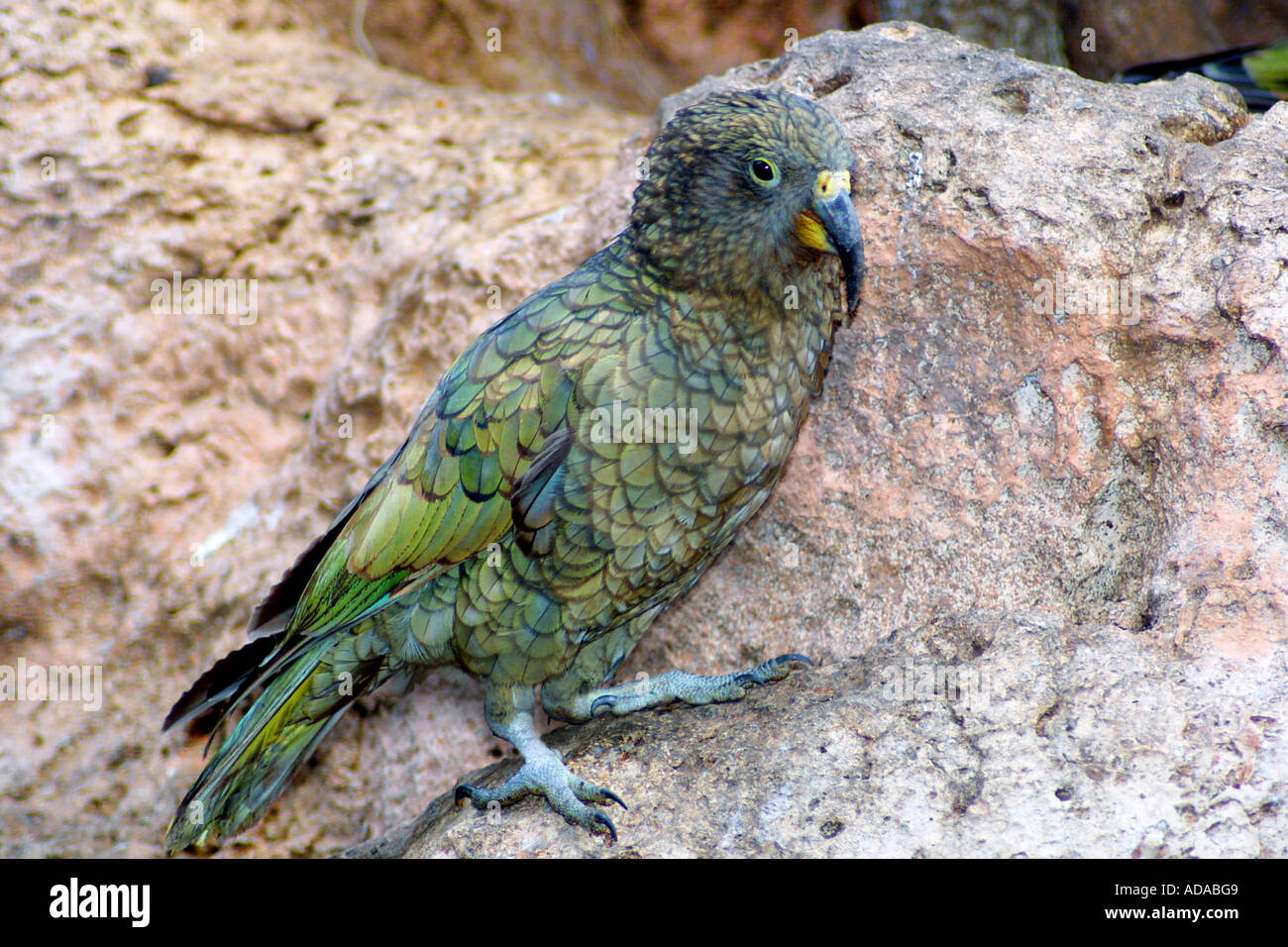 Nestor parrots hi-res stock photography and images - Alamy
