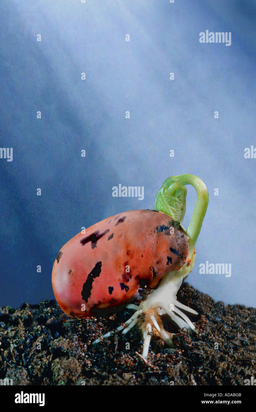 Germinating Runner Bean Seed Phaseolus High Resolution Stock ...