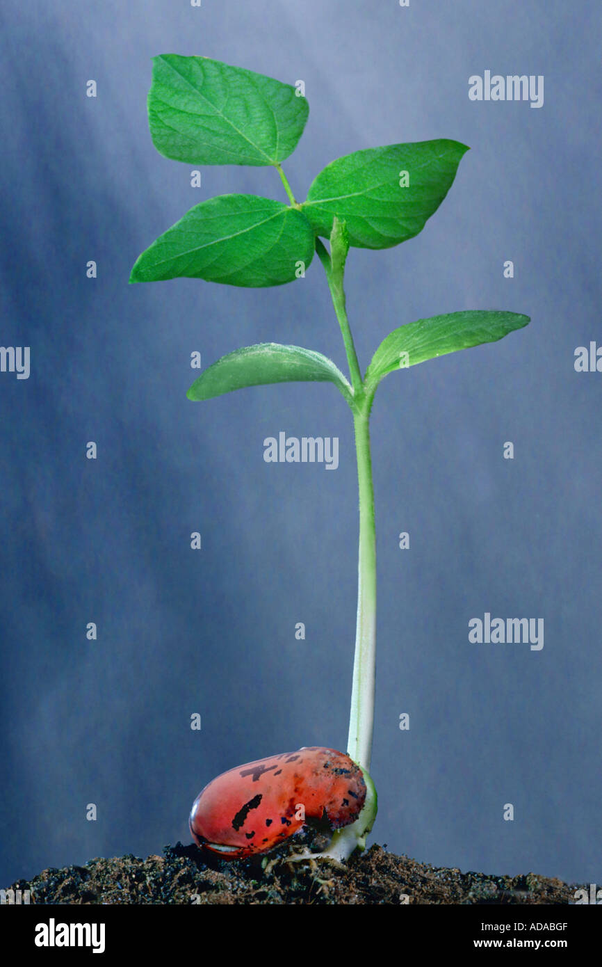 Germinating runner bean seed phaseolus hi-res stock photography and ...