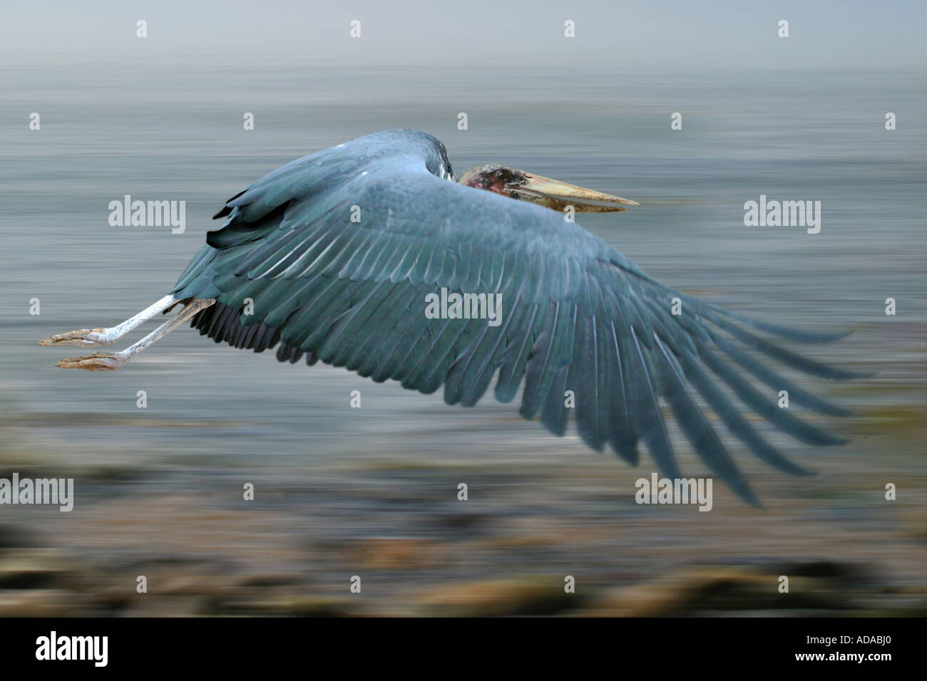 Flying Marabou Storks High Resolution Stock Photography and Images - Alamy