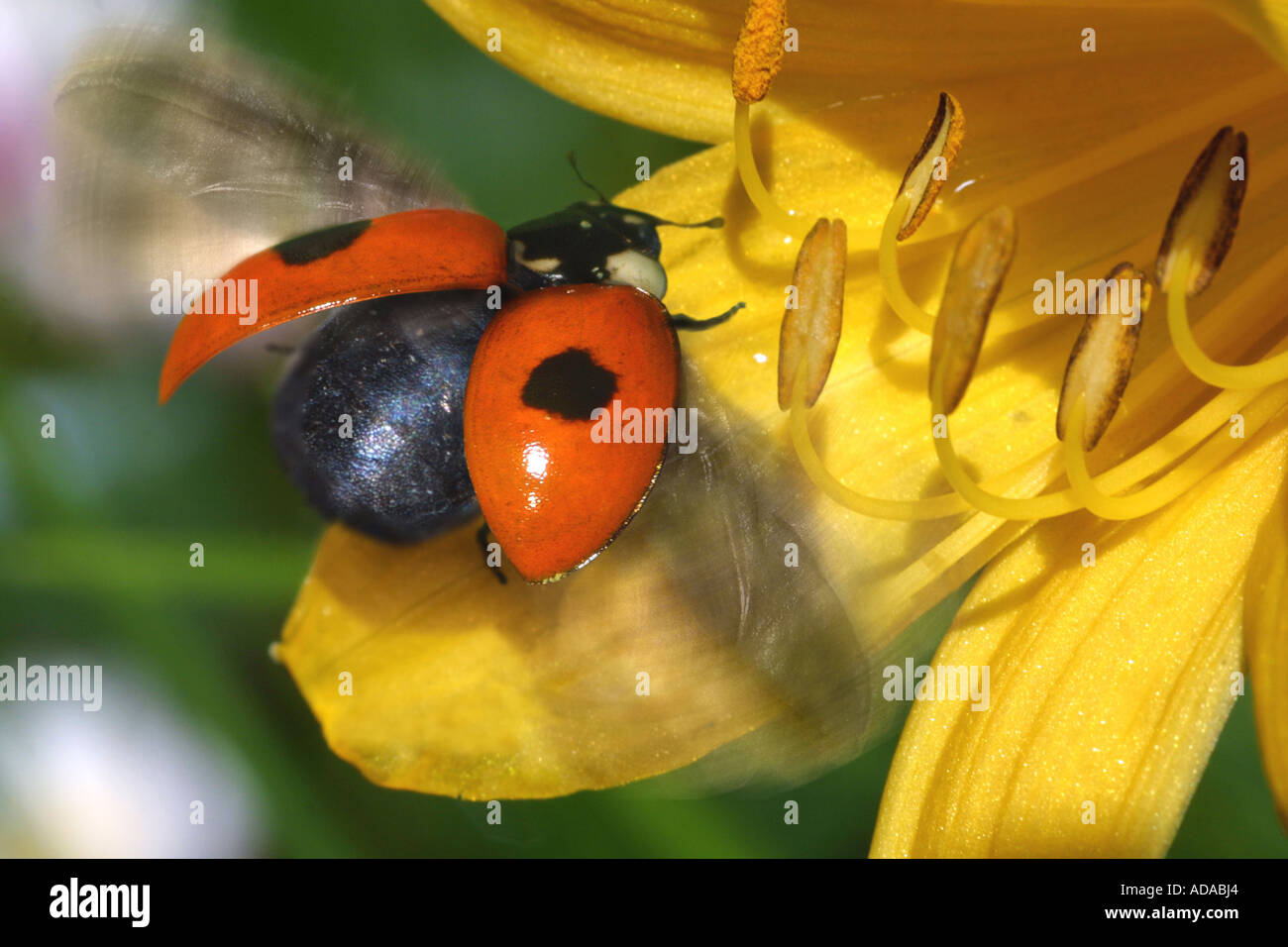 two-spot ladybird, 2-spot ladybird (Adalia bipunctata), approach to ...