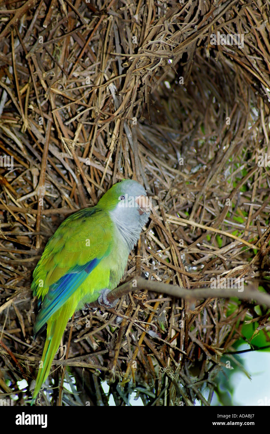 Monk parakeet nest hi-res stock photography and images - Alamy