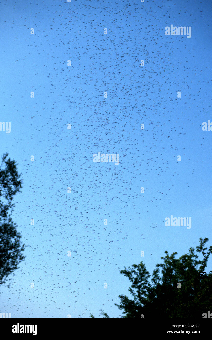 Swarm of mosquitoes hi-res stock photography and images - Alamy