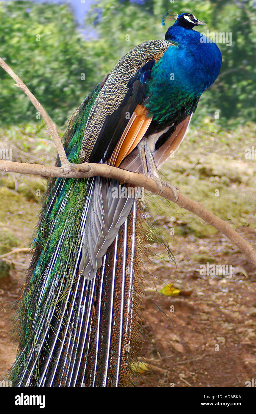common peafowl (Pavo cristatus), sitting on branch Stock Photo - Alamy