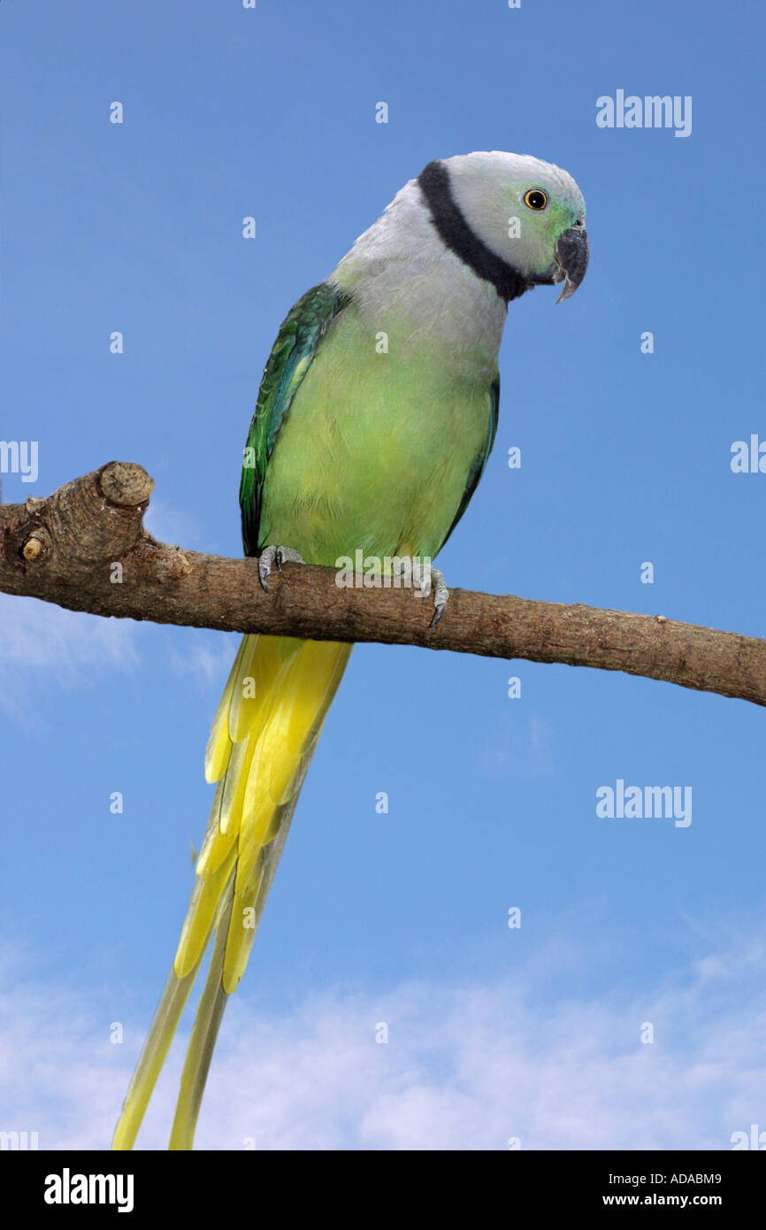 malabar parakeet (Psittacula columboides), sitting on a branch Stock ...