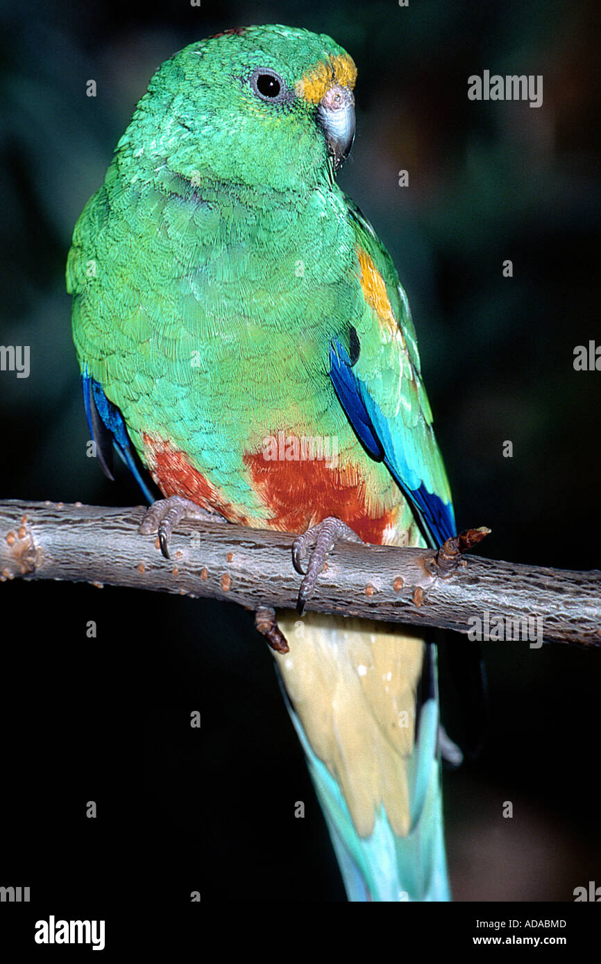 Mulga parrots hi-res stock photography and images - Alamy