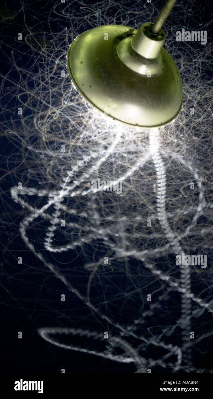 animal live at night, fly tracks from insects in light, Brazil ...