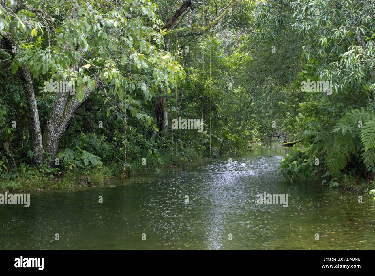 The brazilian virgin forest hi-res stock photography and images - Alamy