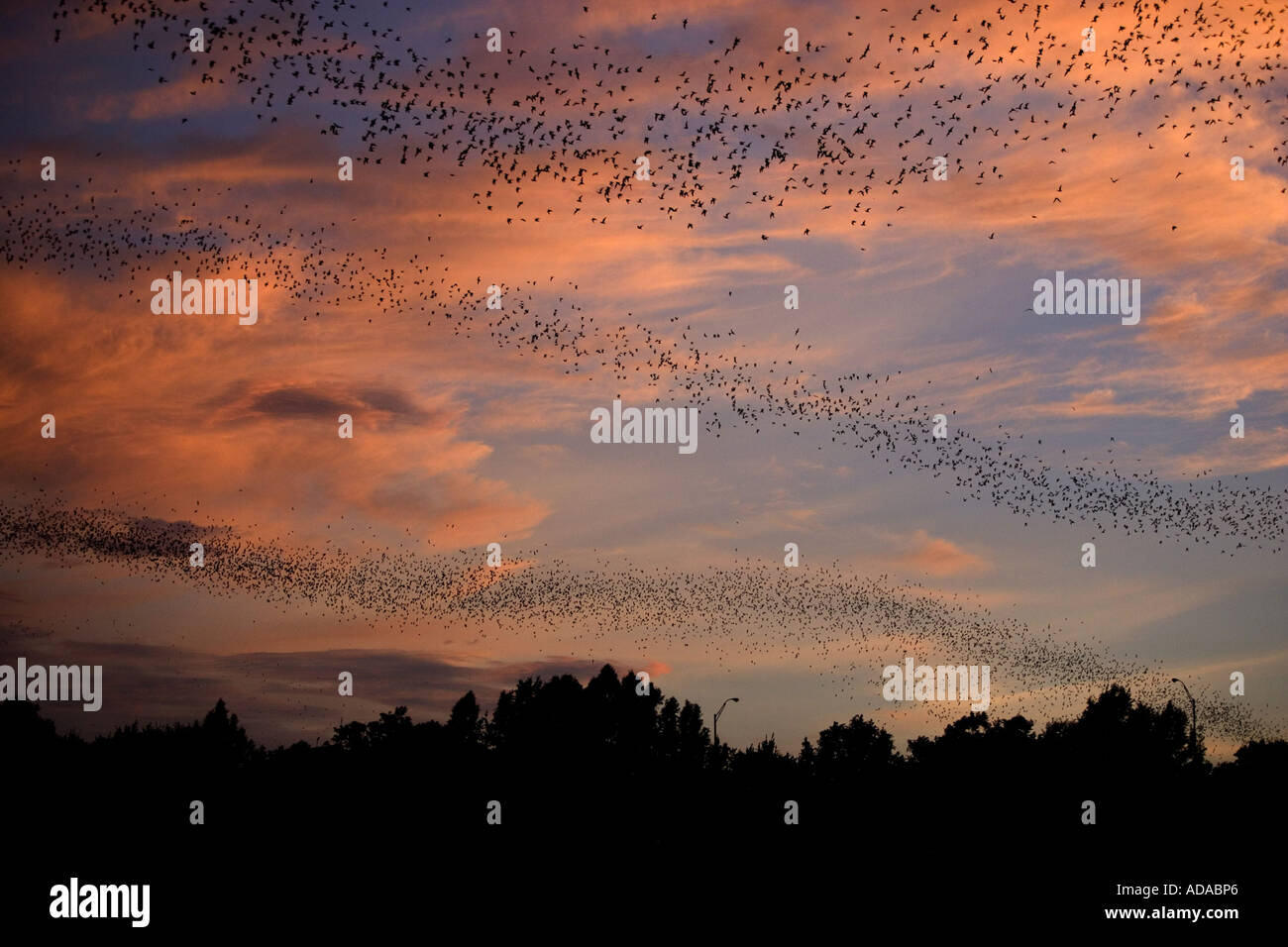 Brazilian free tailed bat hi-res stock photography and images - Alamy