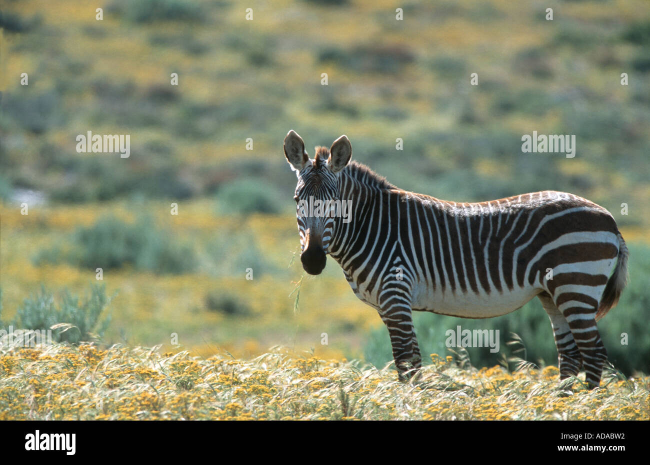 Zebra chewing hi-res stock photography and images - Alamy