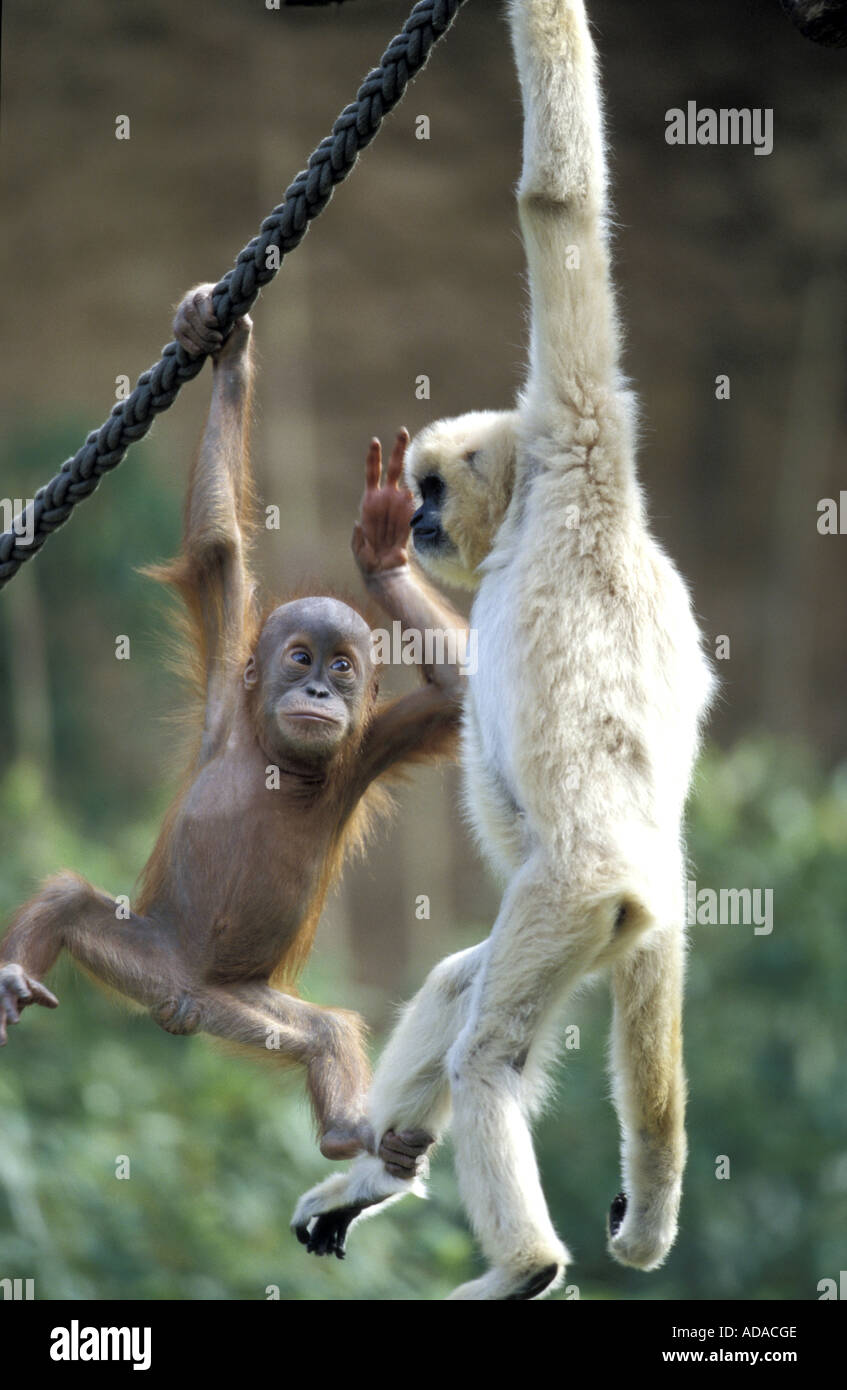 Sumatran orangutan (Pongo pygmaeus abelii), young animal banter to ...