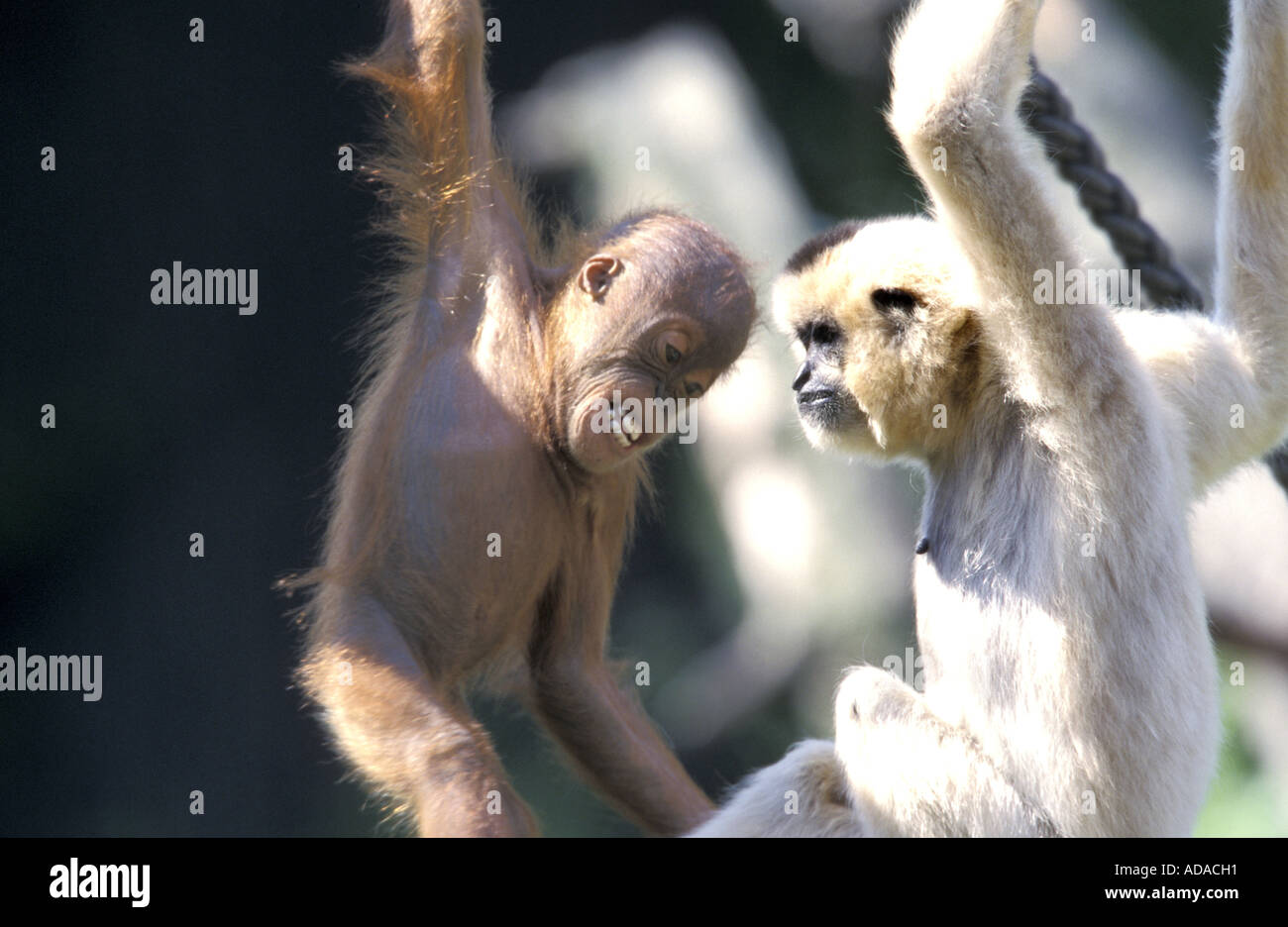 Sumatran orangutan (Pongo pygmaeus abelii), young animal banter to ...