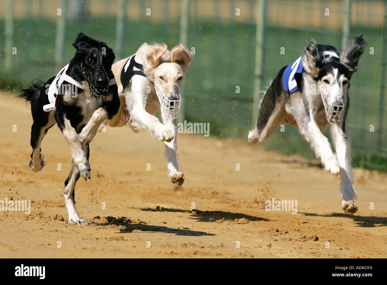 Saluki racing hi-res stock photography and images - Alamy