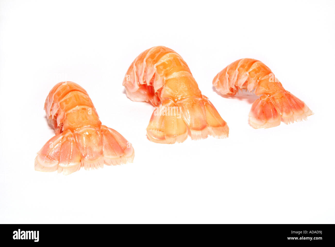 Three prawn tails from behind with their tails fanned out Stock Photo ...