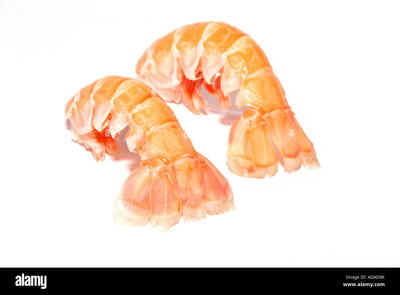 Two prawn tails arched forwards Stock Photo - Alamy