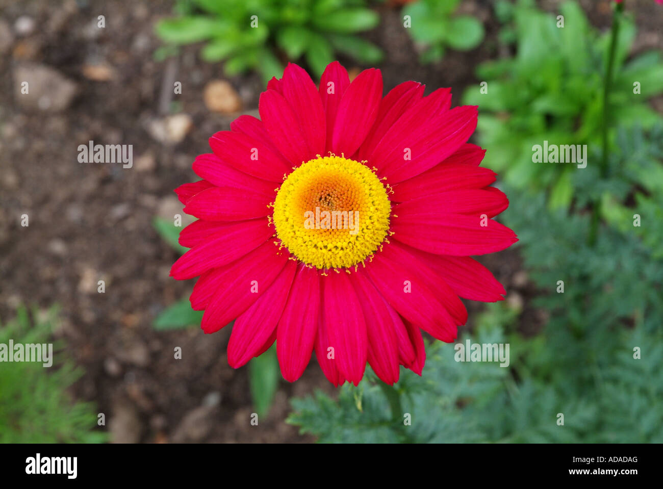 Pyrethrum roseum' Kelway's Glorious' flower head, growing in the garden ...