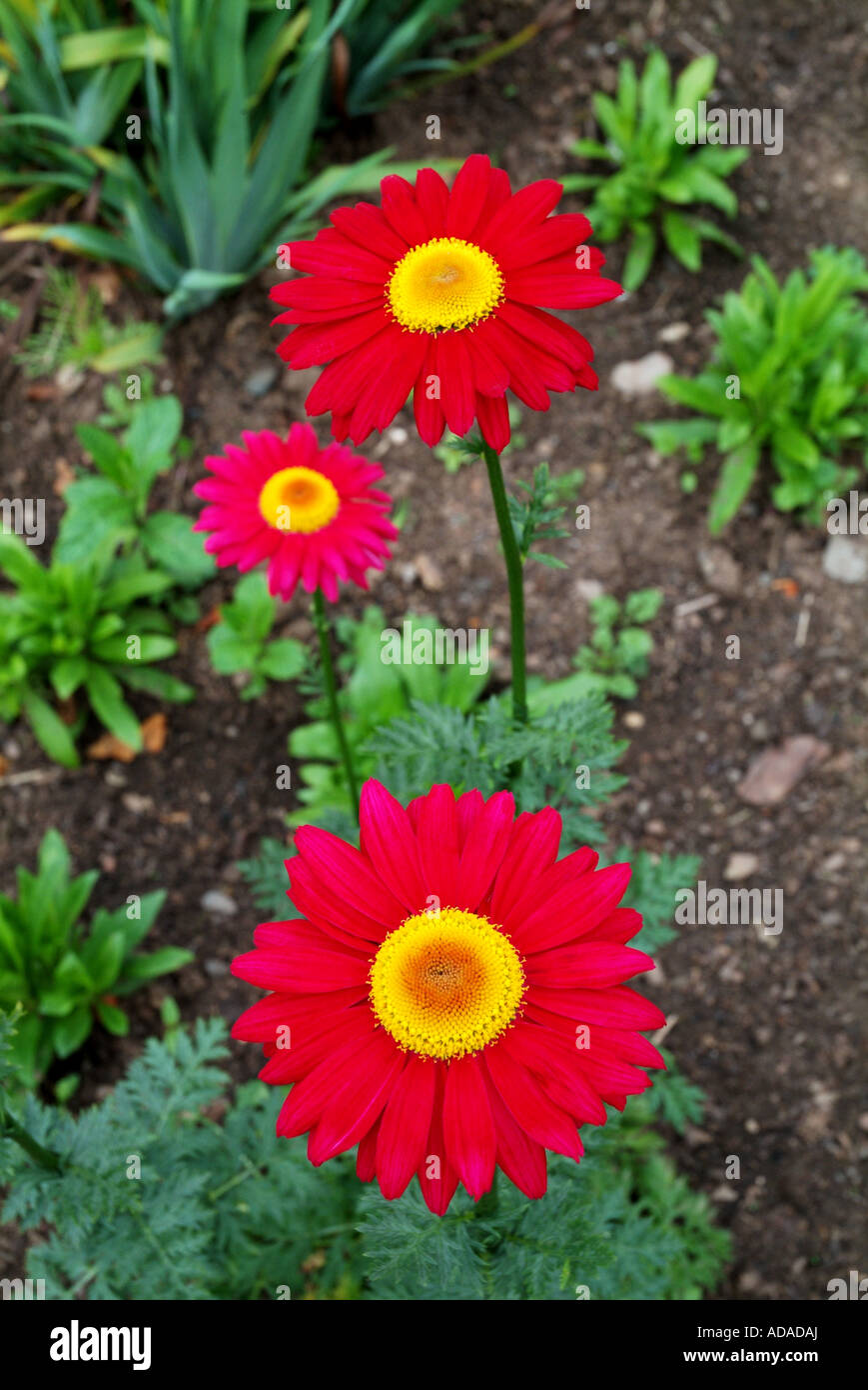 Three Pyrethrum roseum 'Kelway's Glorious' flower heads, growing in the ...