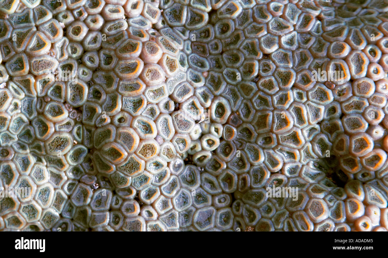 Balanus balanoides hi-res stock photography and images - Alamy