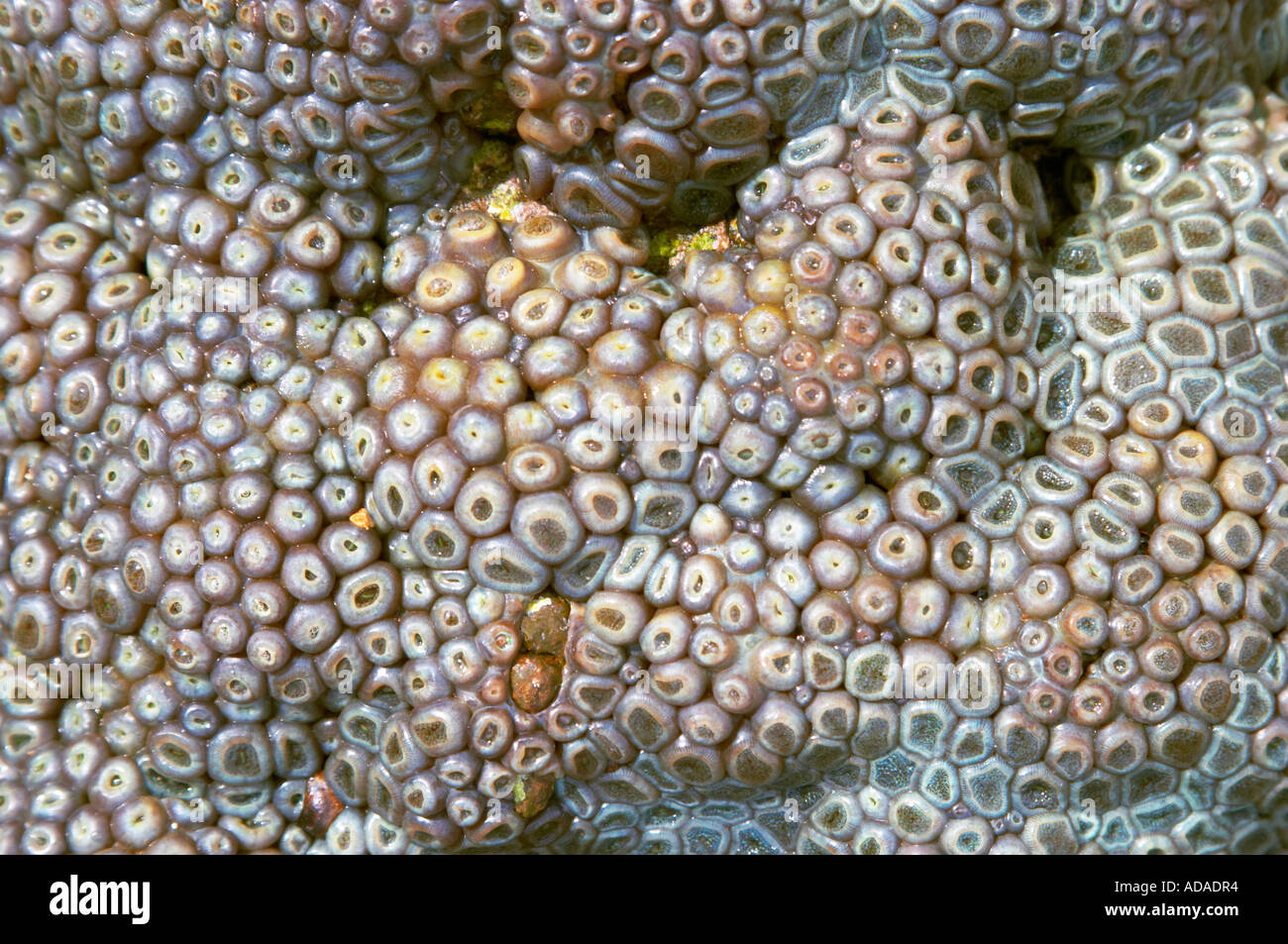 Texture of Balanus Stock Photo - Alamy