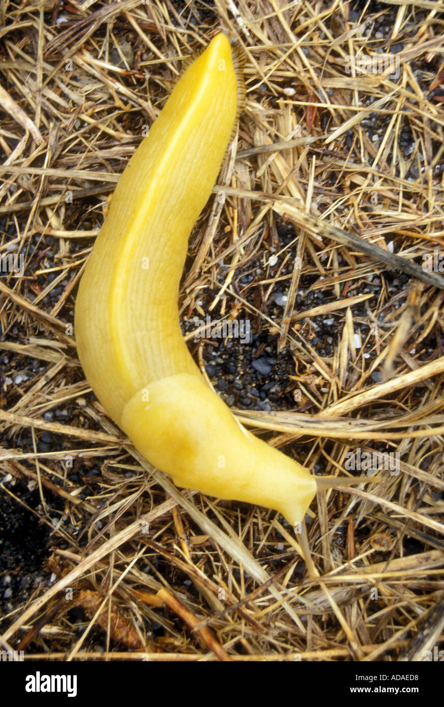 Banana Slug Ariolimax columbianus Washington State Pacific north west ...