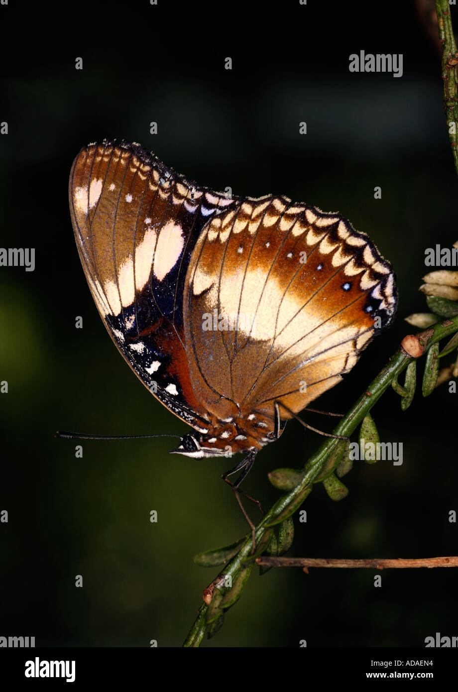 Varied eggfly butterfly hi-res stock photography and images - Alamy