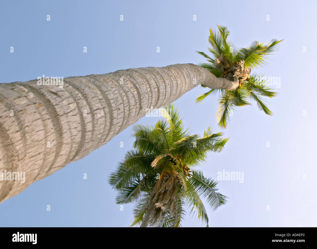Vegetal coconut hi-res stock photography and images - Alamy