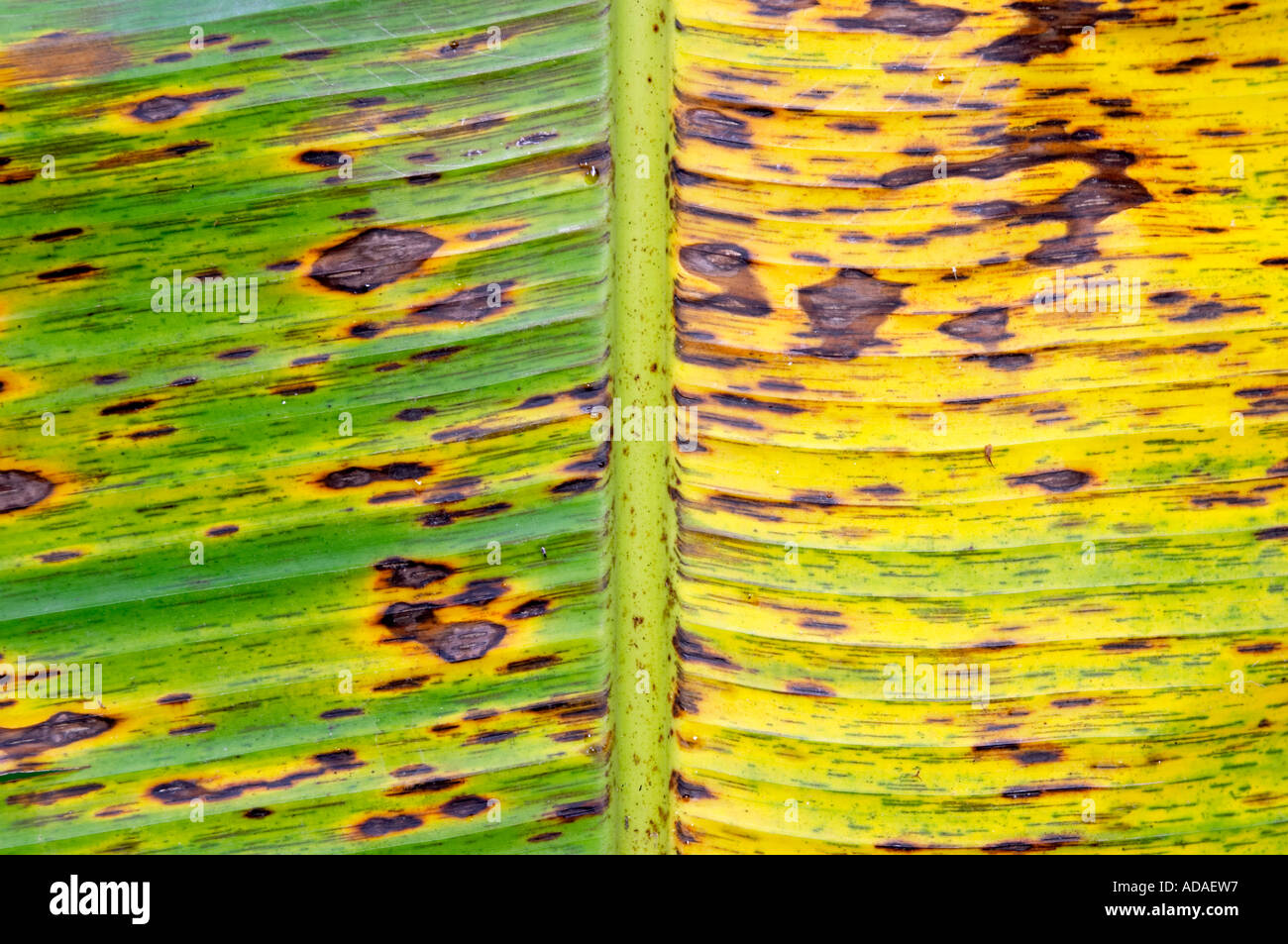 Banana Musa sapientum tree leaf Mexico Stock Photo - Alamy