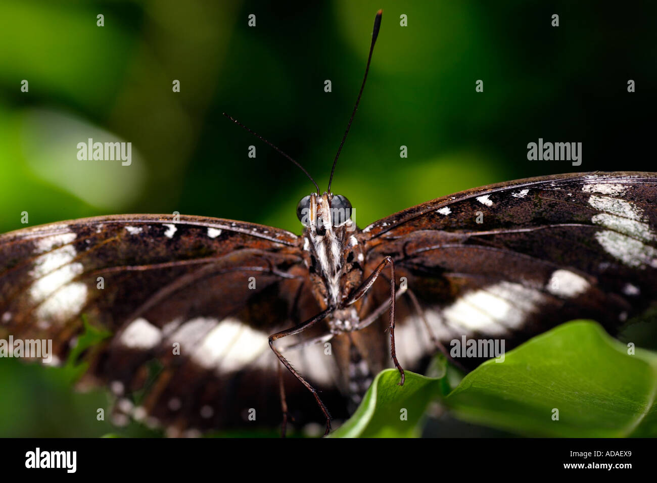 Orchard Swallowtail Butterfly (Papilio aegeus Stock Photo - Alamy