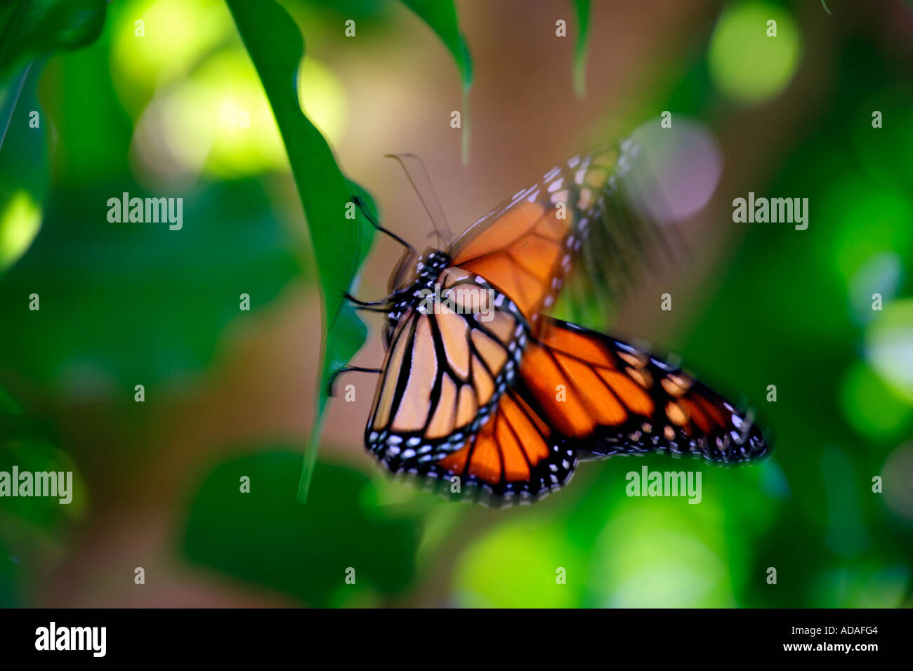 Monarch Wanderer Butterfly (Danaus plexippus Stock Photo - Alamy