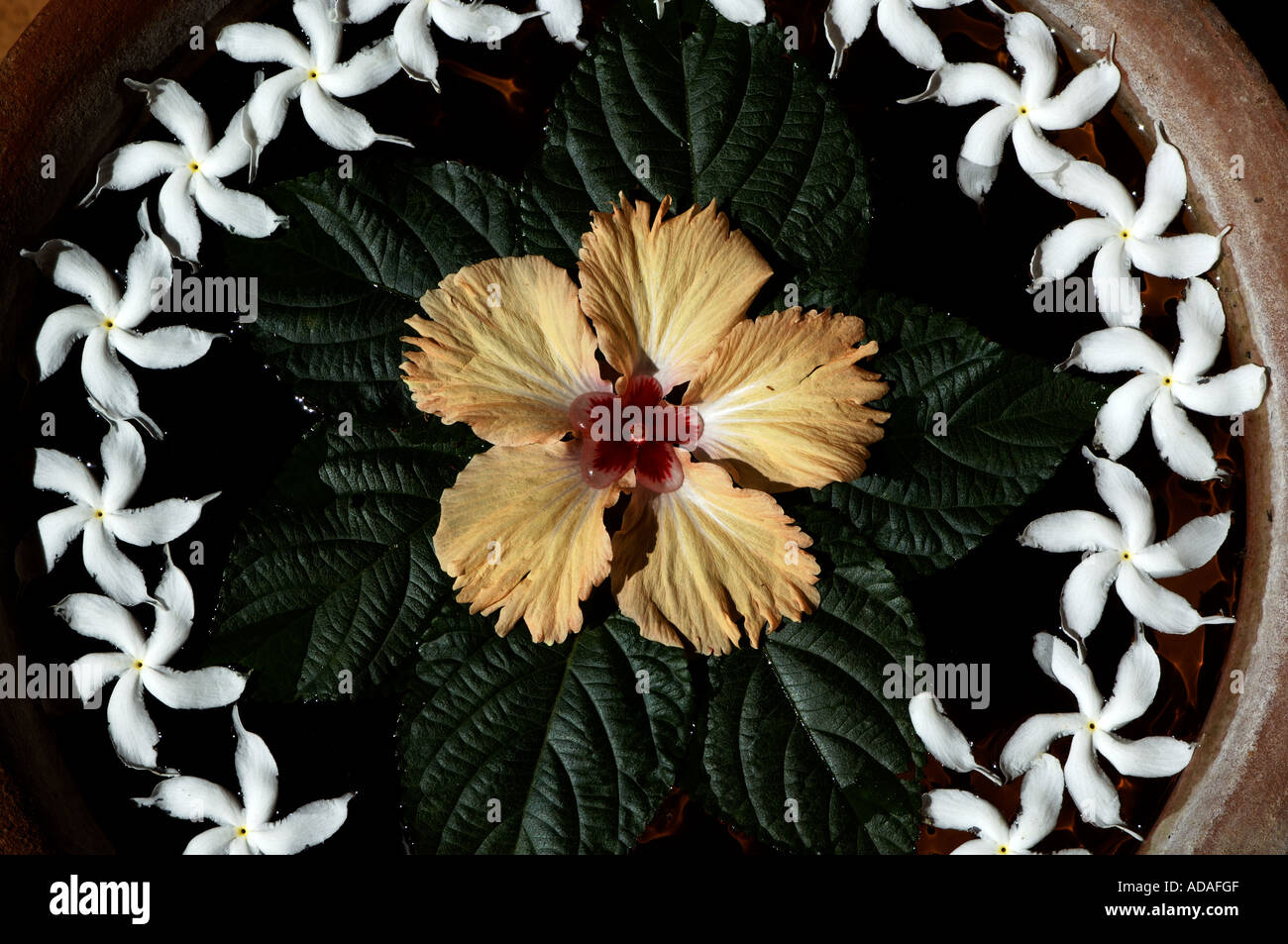 Flower decoration in an Ayurveda health centre Stock Photo - Alamy