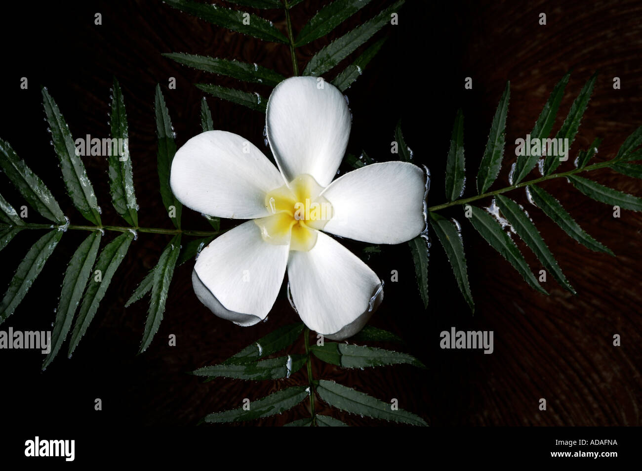 Flower decoration in an Ayurveda health centre Stock Photo - Alamy
