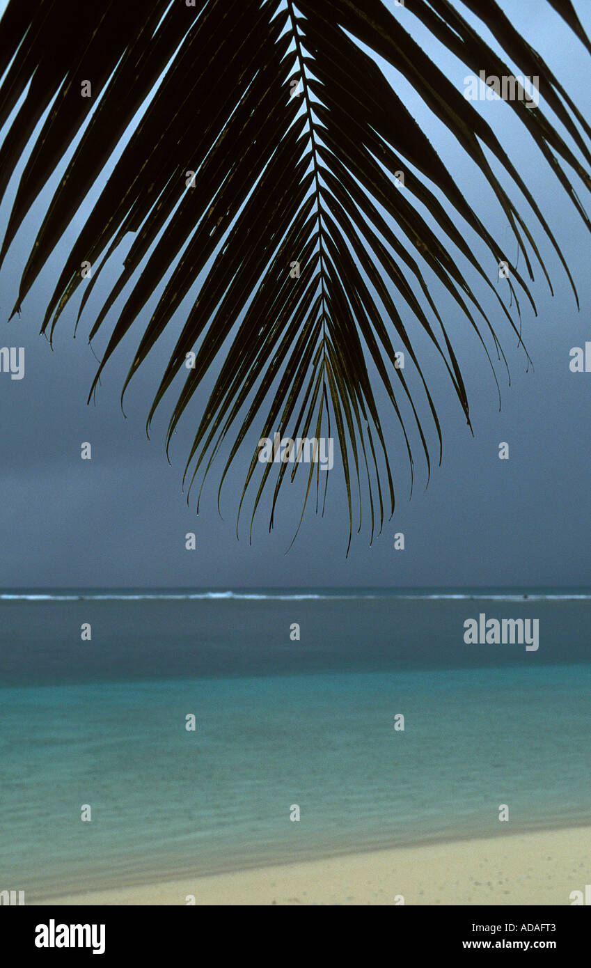 Samoa palm tree leaf at the beach Stock Photo - Alamy