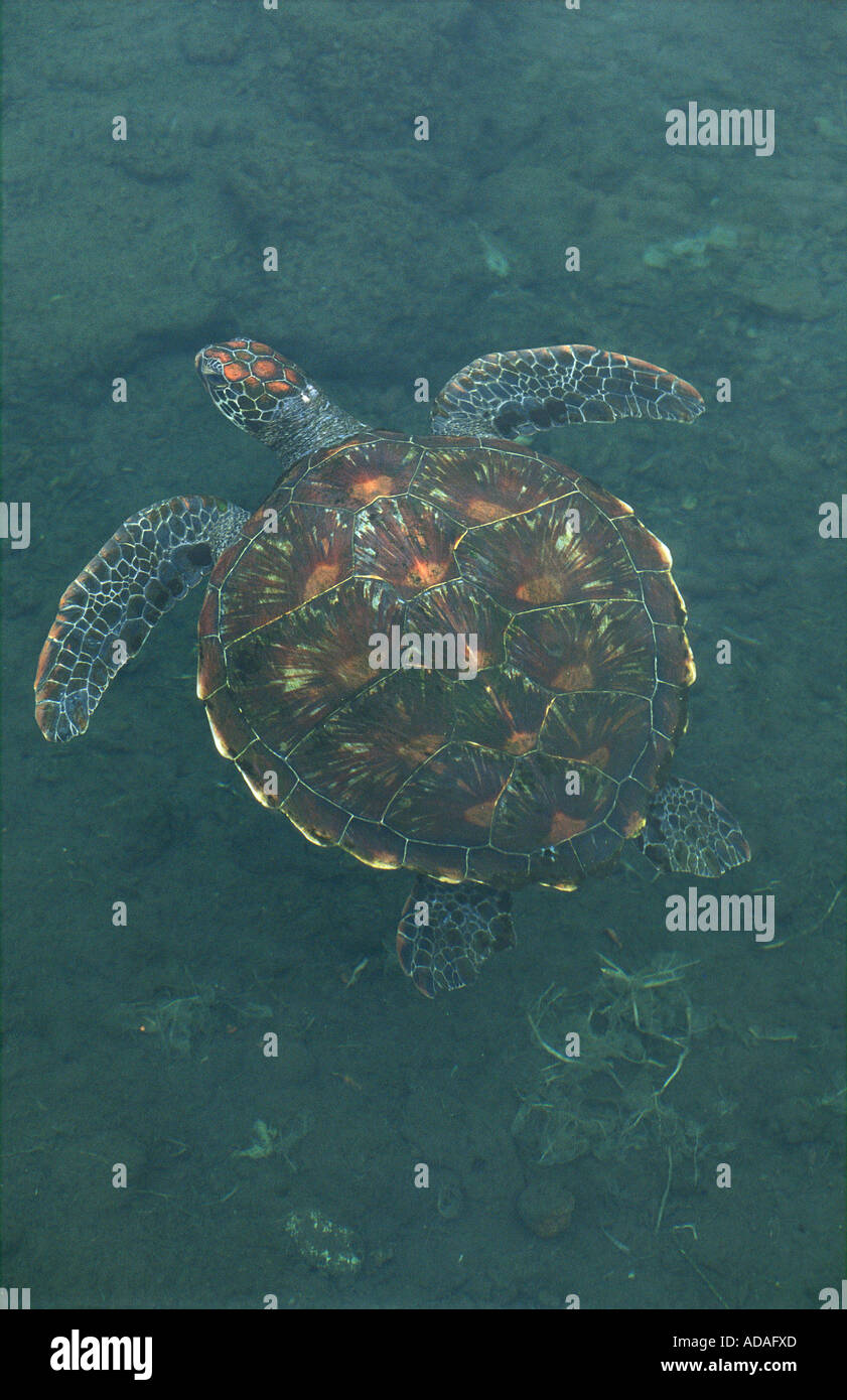 Samoa savaii turtle hi-res stock photography and images - Alamy