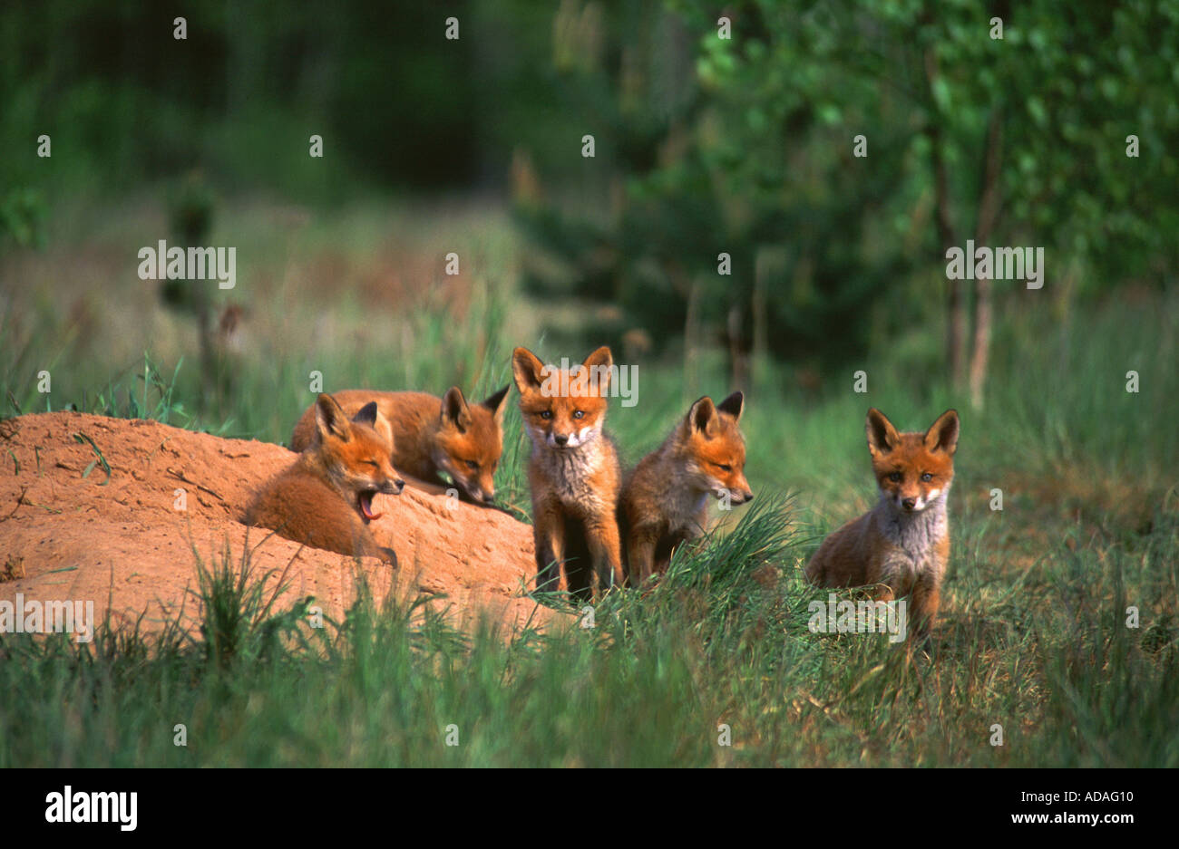 Red Fox Kids Outside the Den Stock Photo - Alamy