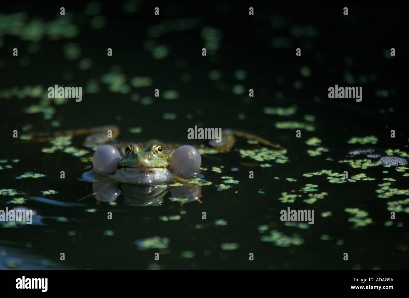 Common frog vocal sac hi-res stock photography and images - Alamy