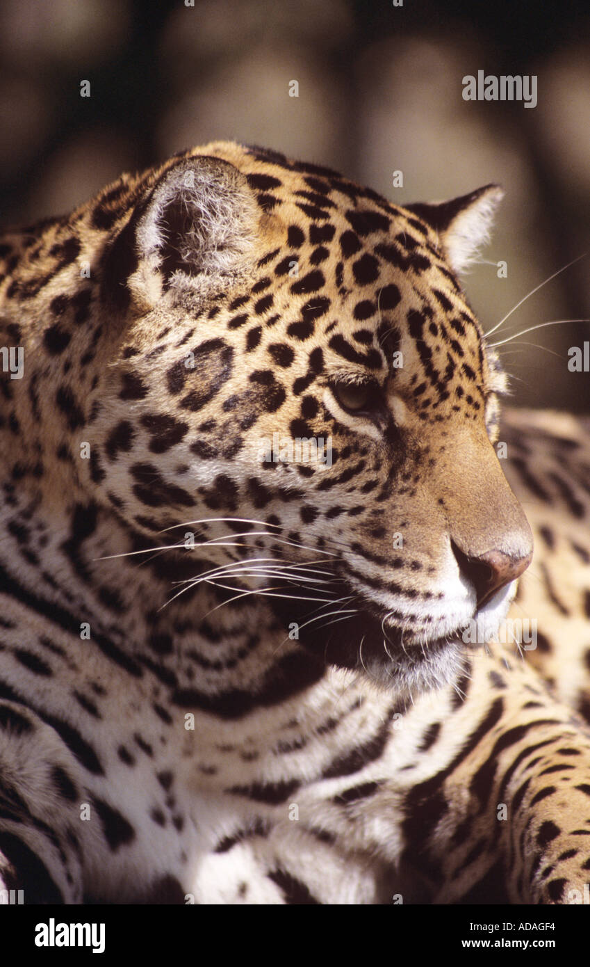 Jaguar spots hi-res stock photography and images - Alamy