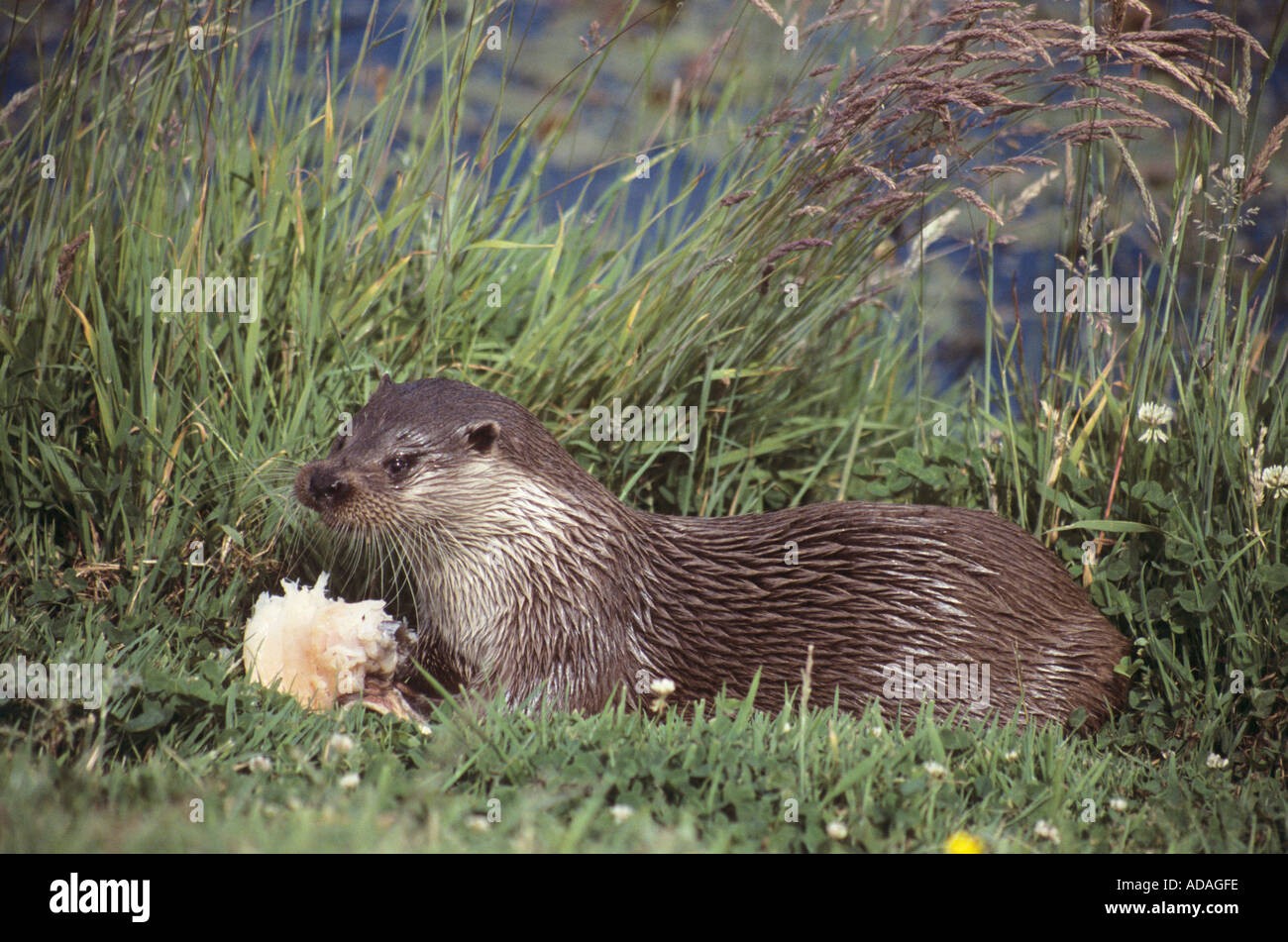 European Otter eating by riverbank Stock Photo - Alamy