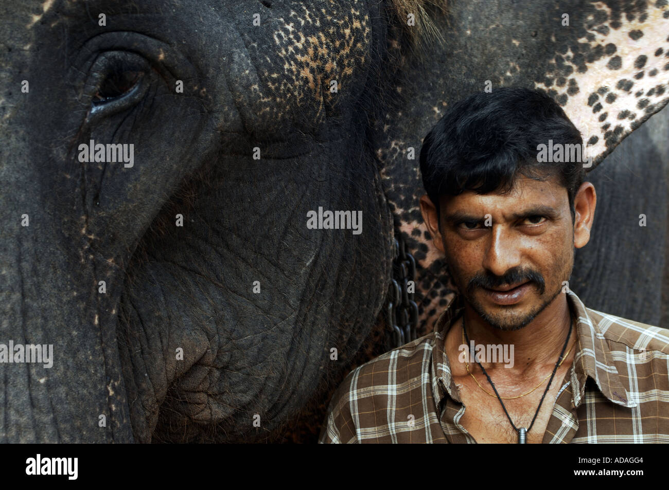 Sri lankan mahout hi-res stock photography and images - Alamy