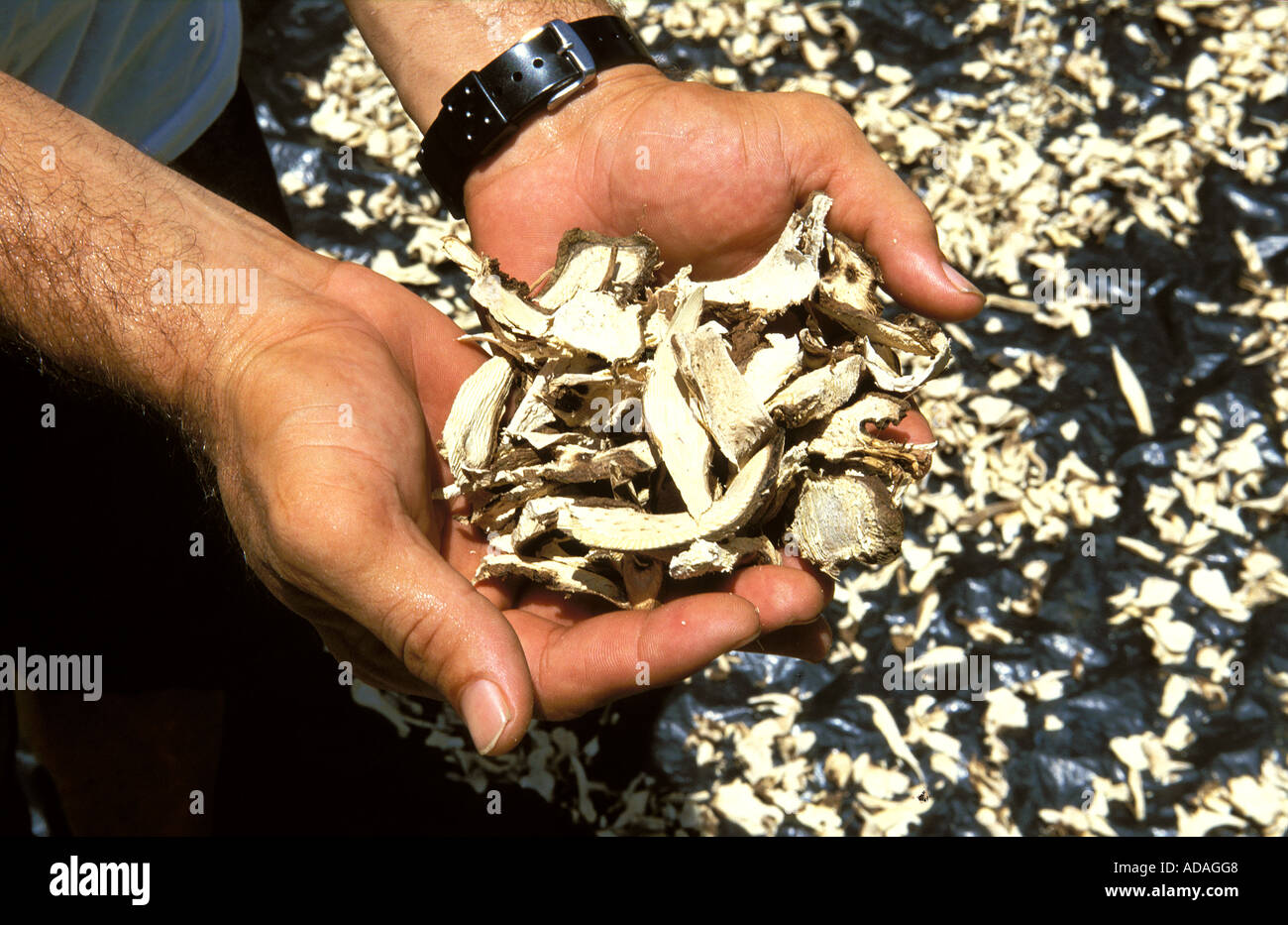 Samoa kava hi-res stock photography and images - Alamy