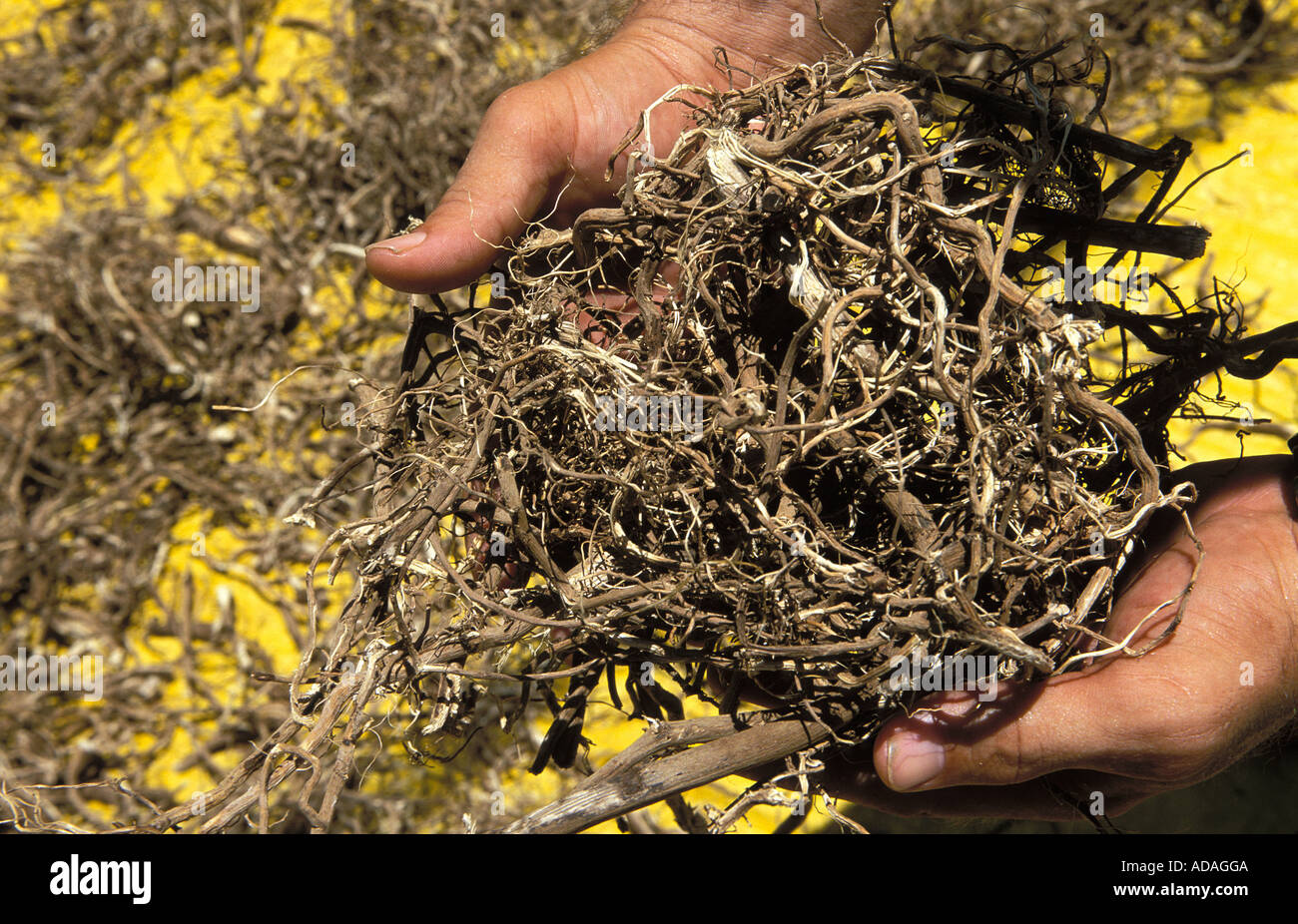 Samoa Kava High Resolution Stock Photography and Images - Alamy