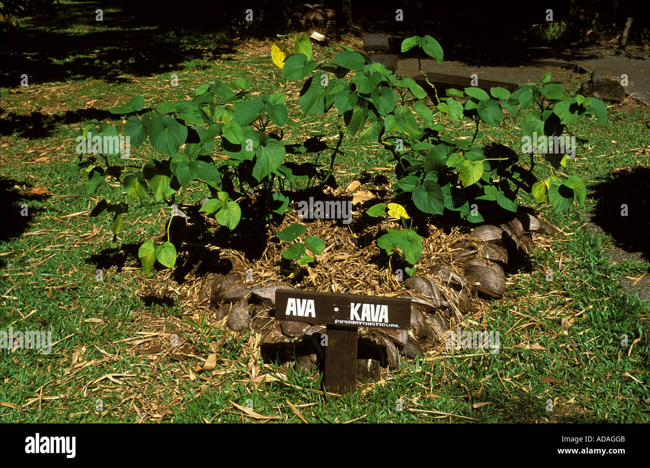 Samoa a kava plant Stock Photo - Alamy