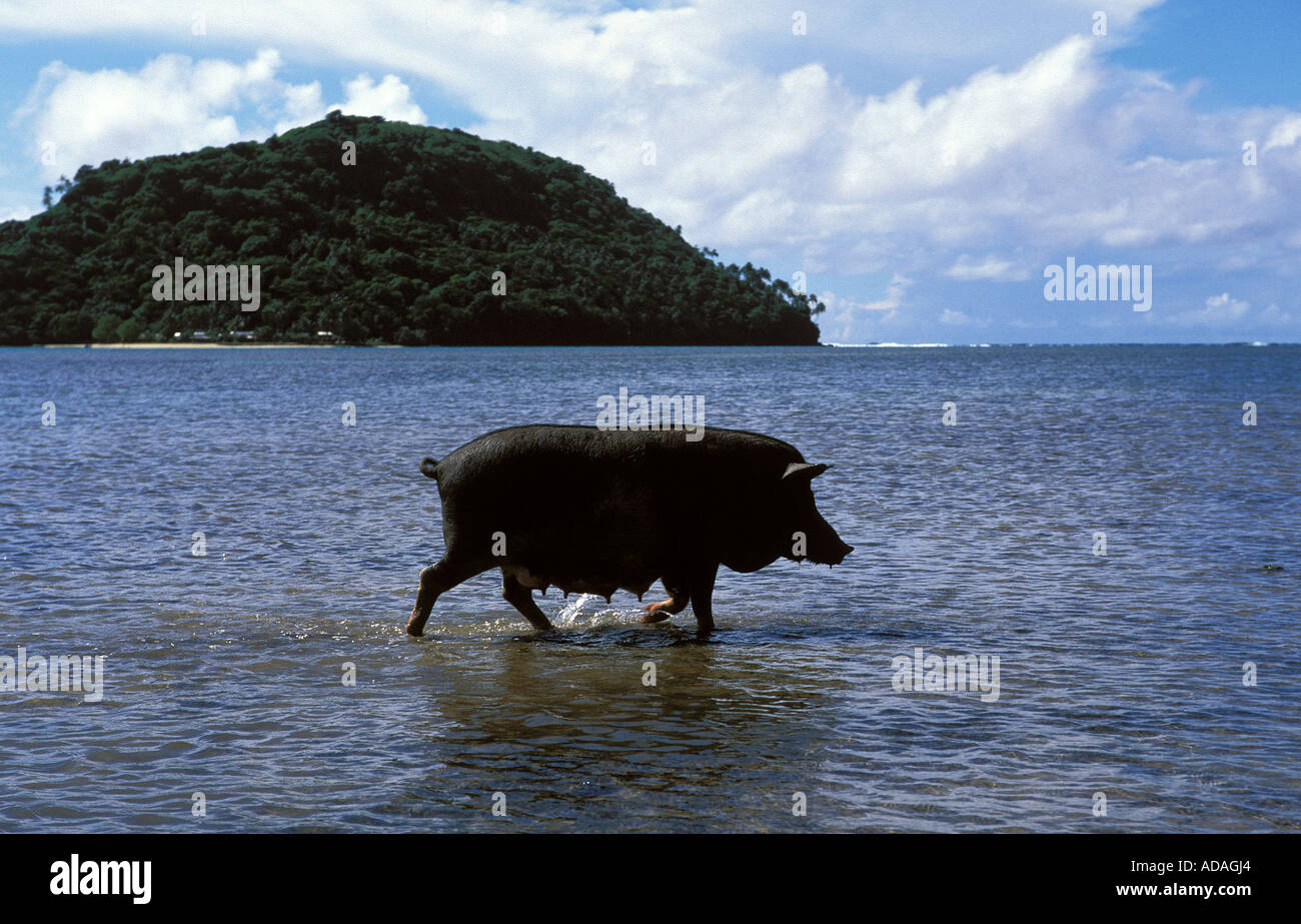 Samoan pig hi-res stock photography and images - Alamy