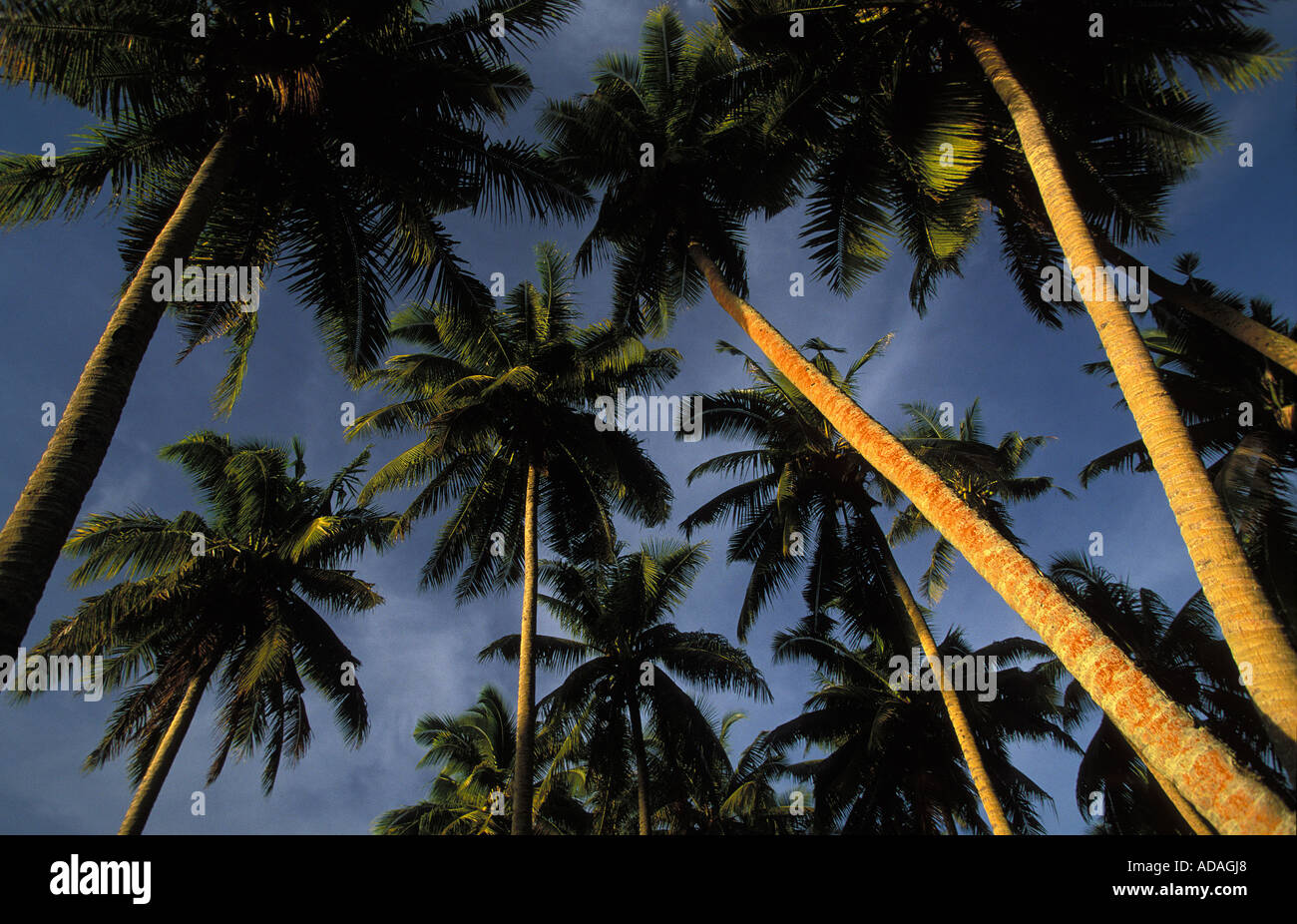 Samoa palm trees at the beach Stock Photo - Alamy