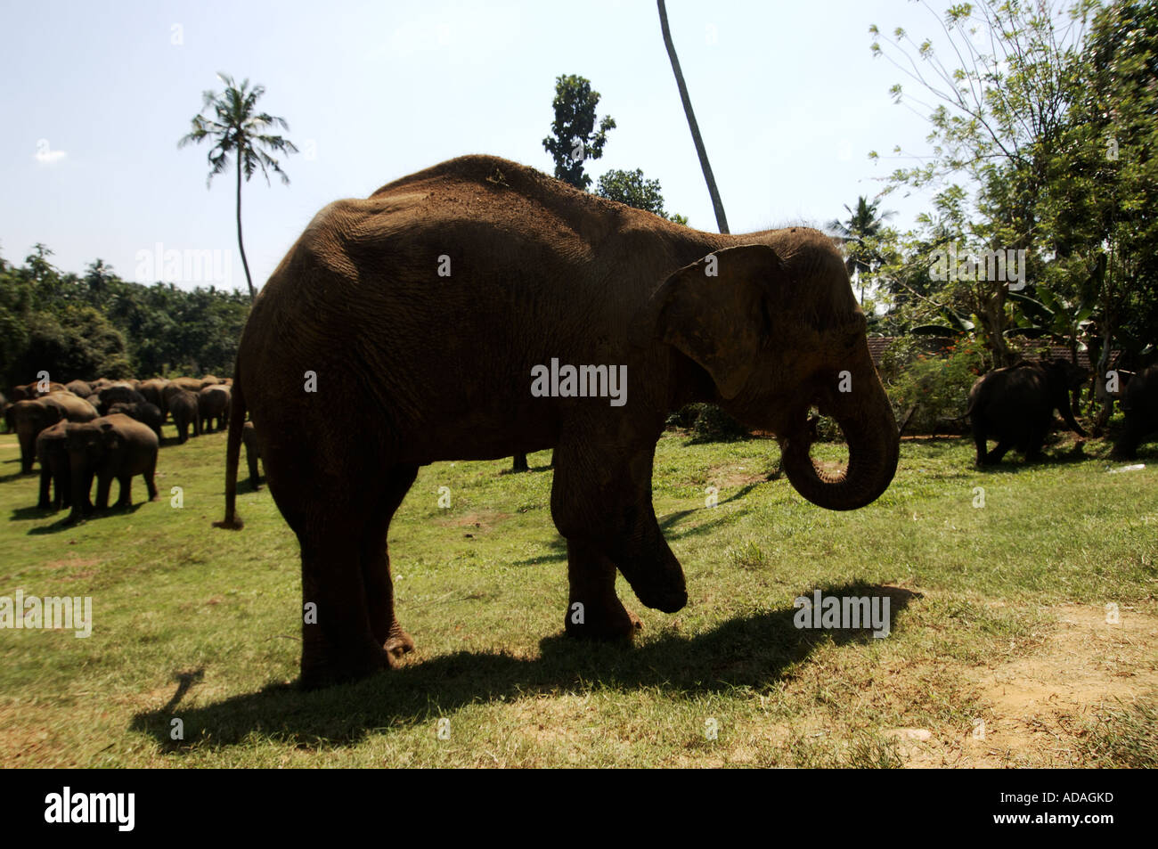 Ampu hi-res stock photography and images - Alamy