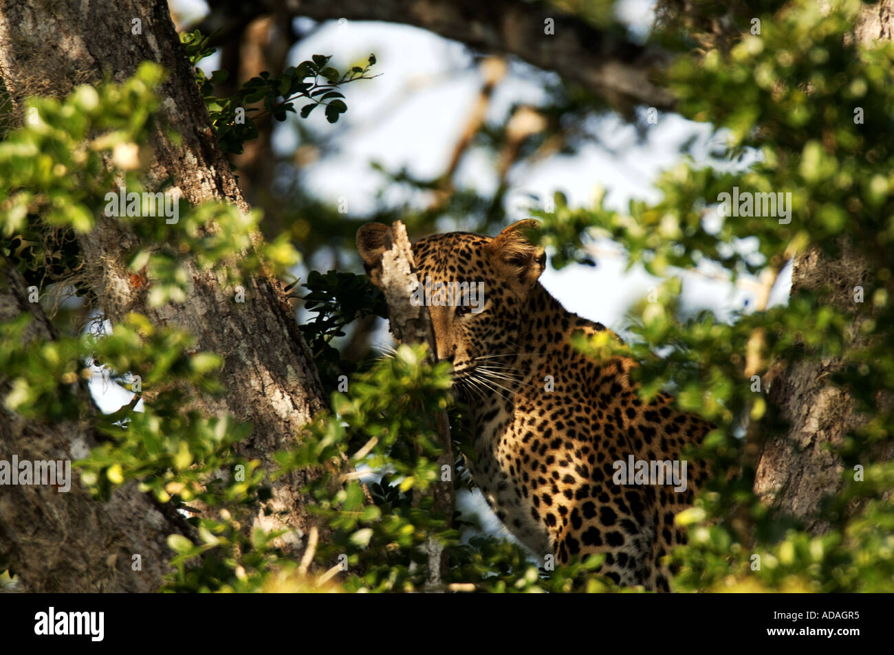 Leopard hiding camouflage tree hi-res stock photography and images - Alamy