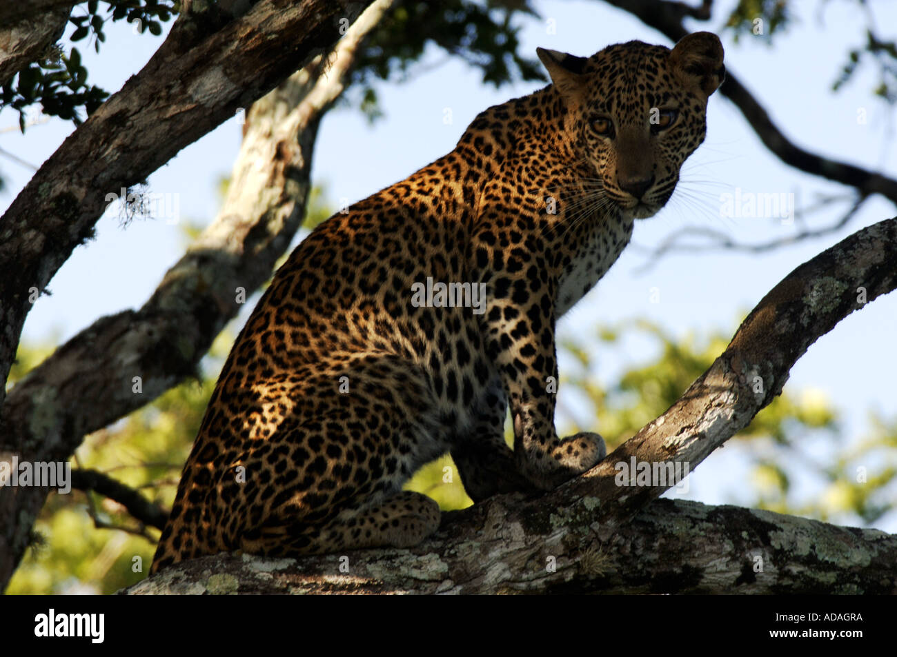 Leopard hiding camouflage tree hi-res stock photography and images - Alamy