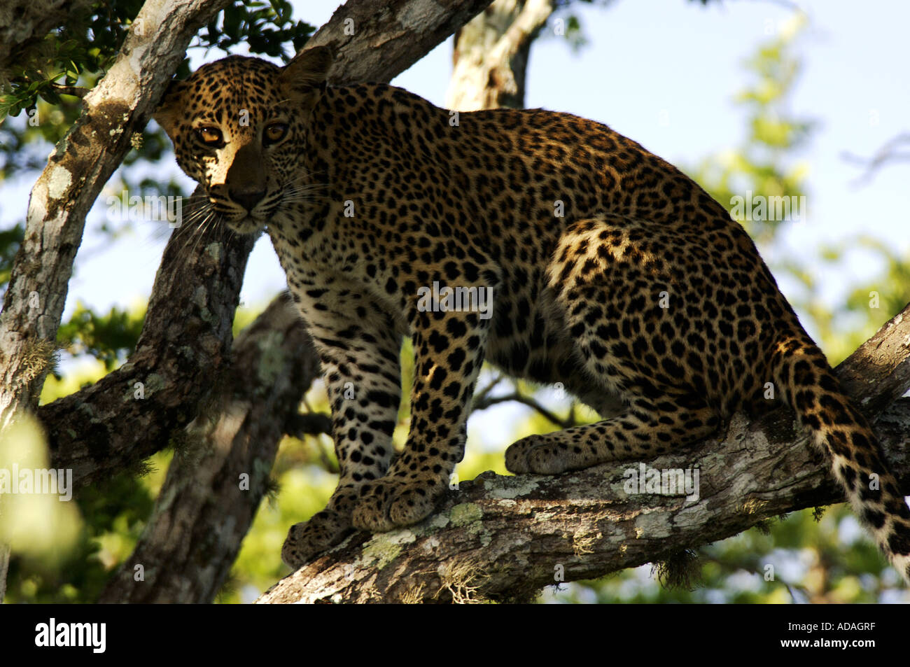 Leopard hiding camouflage tree hi-res stock photography and images - Alamy